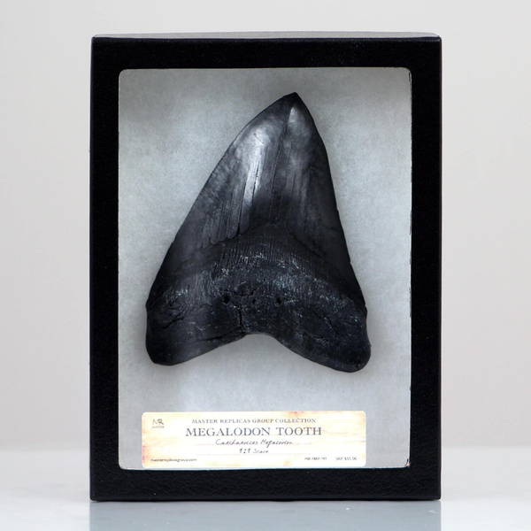 Megalodon Tooth Resin Fossil Replica | Wish