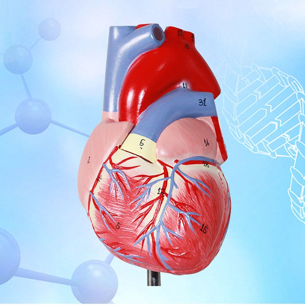 Human Heart Model Learning Resources Cross-Section Human Heart Model | Wish