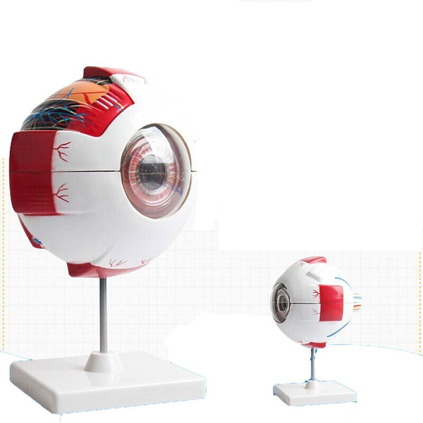 6X Enlarged Human Eye Anatomical Model Accurate Human Eye Anatomy for ...