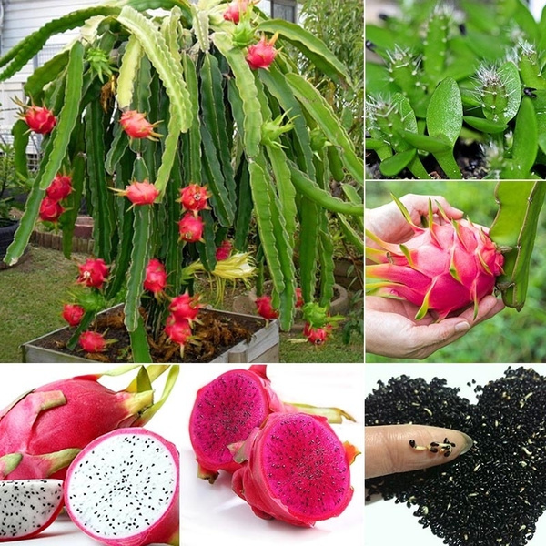 Pitaya Seeds Sweet Dragon Fruit Pitaya Tasty Fruit for Home Garden ...