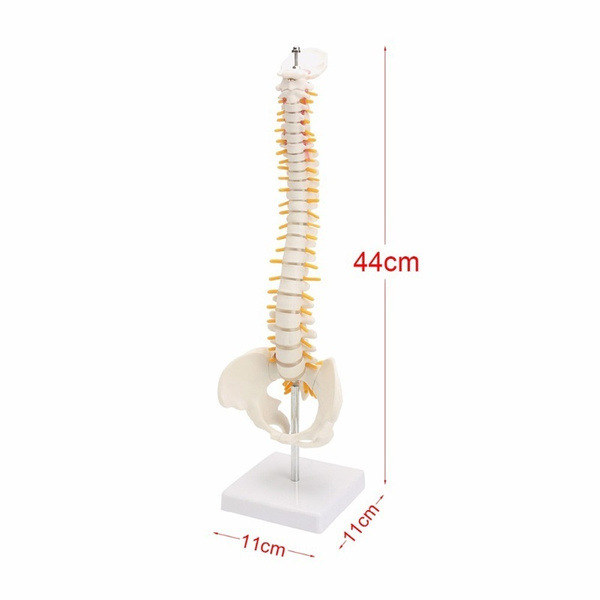 45 Cm Human Spine with Pelvic Model Human Anatomy Anatomical Spinal ...