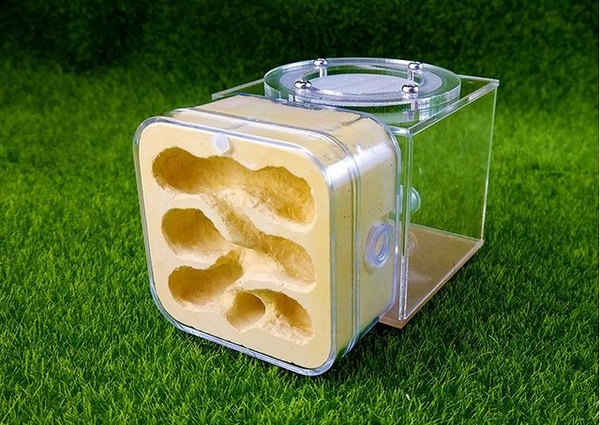 Ant Plaster nest acrylic ant Farm Ants queen house insect cage rings ...
