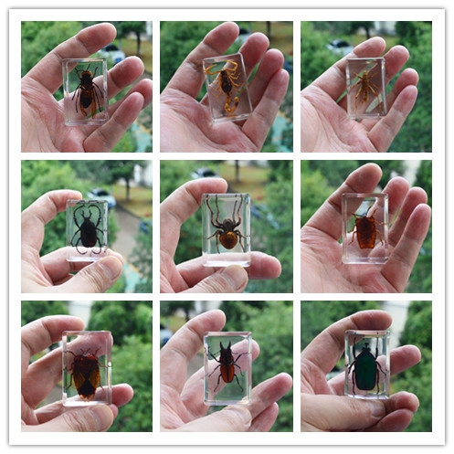 Various Insect Specimen in clear Resin Paperweight Specimen | Wish