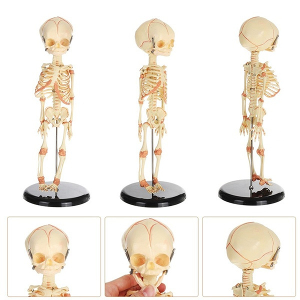 Infant Skeletal Model Skull Skeleton Anatomical infant model Anatomy ...