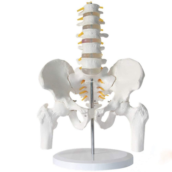 Basin, Lumbar Vertebra, Thigh Head, Plastic Pelvis Medical Anatomical ...