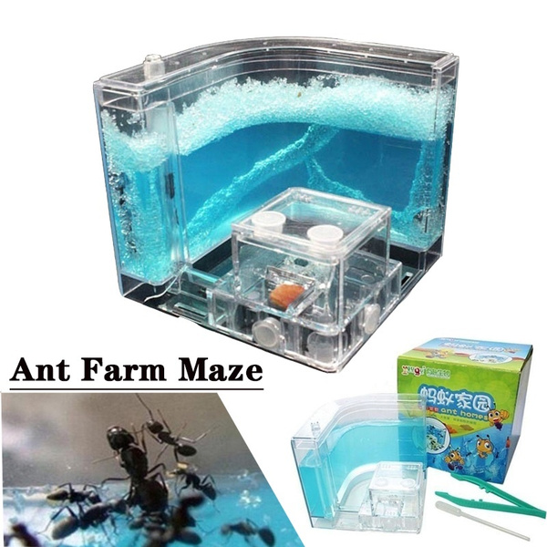 Kids Gifts Ant Farm Maze With Feeding System Fun Ant House for Kids ...