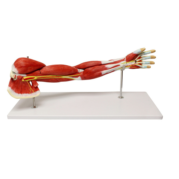 MonMed | Human Arm Anatomical Muscle Model Anatomy Arm Model – 7 Pieces ...