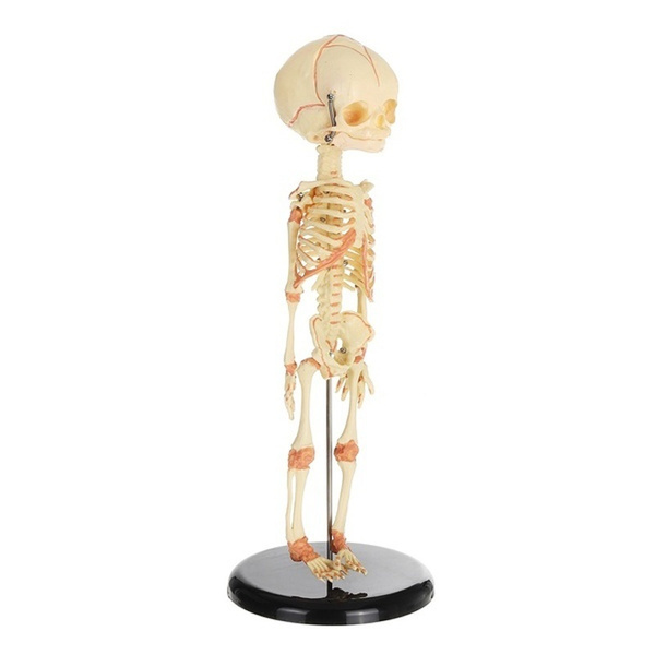 Infant Baby Skeleton Model Toddler Skeleton Human Bone Skull Model ...