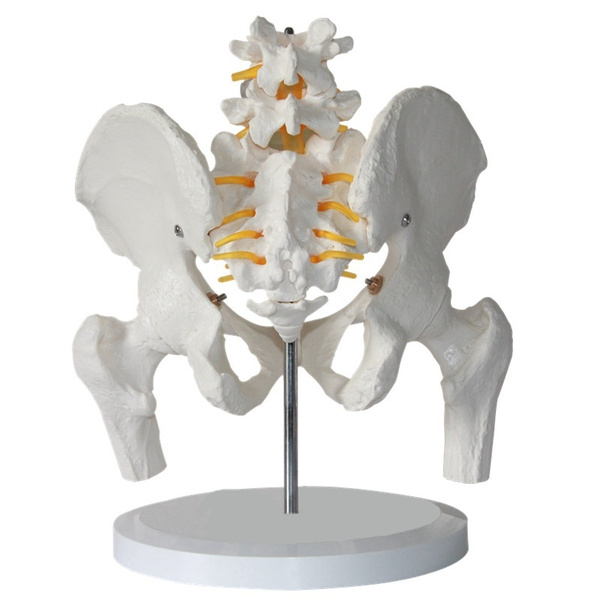 Human Plastic Male Pelvis with Lumbar Vertebra Medical Anatomical Model ...