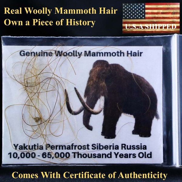 Genuine Woolly Mammoth Hair Pleistocene Age Epoch Yakutia Permafrost ...