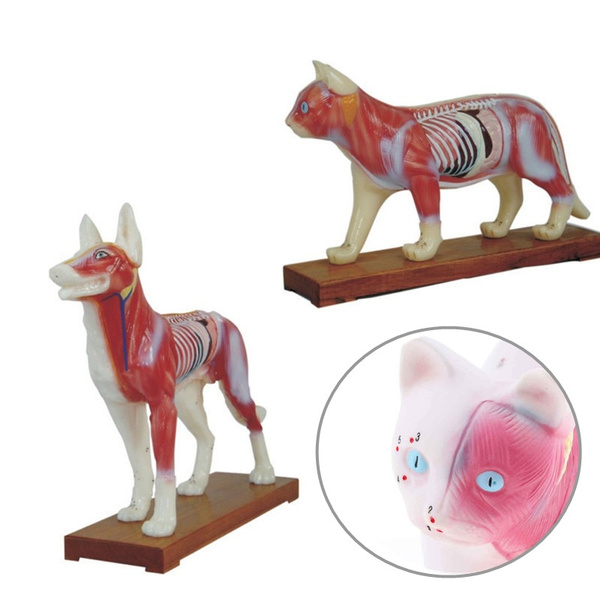 Cat and Dog Acupuncture Model Animal Pressure Points Display Veterinary ...