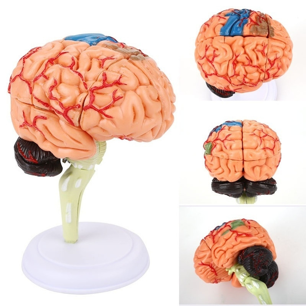 BMWR8 Human Brain Anatomy Model Medical Teaching Model Human Brain ...