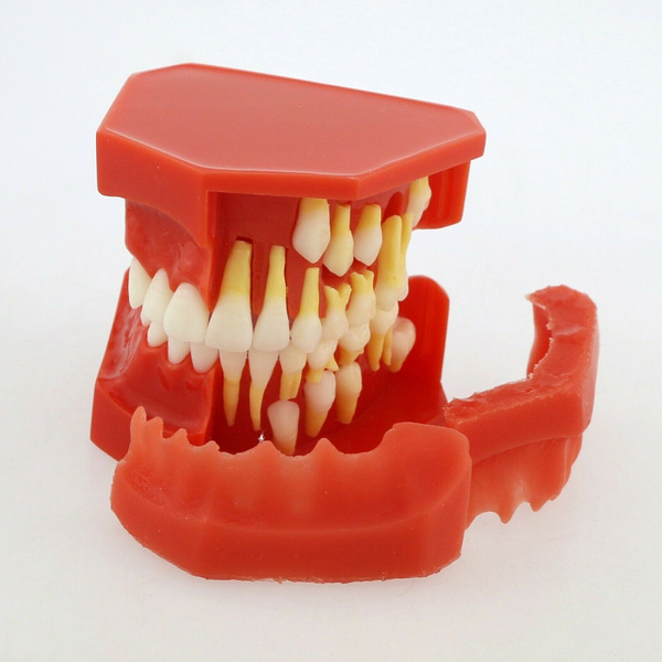 Children Deciduous Teeth Model Permanent Tooth Alternate Display Model ...