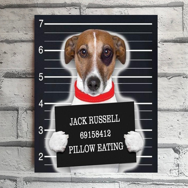 Tin Sign Jack Russell Mugshot Pillow Eating Dog Wall Art Decor Rustic ...