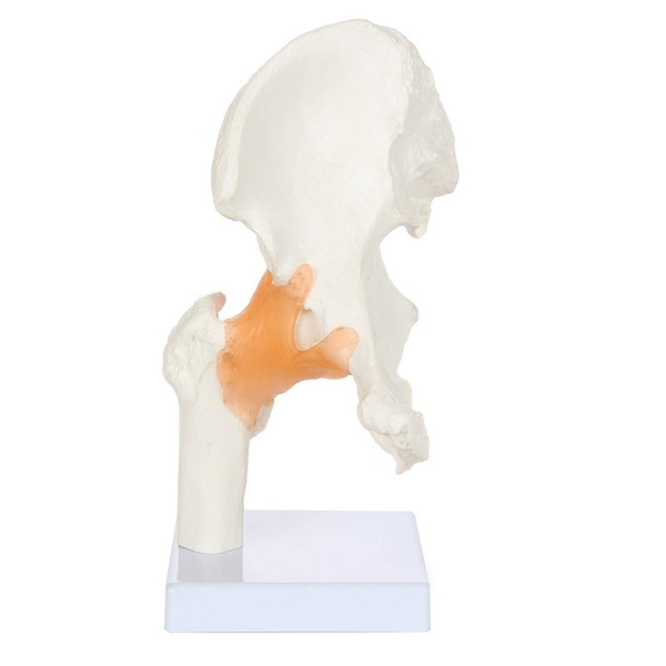 Human Hip Joint Anatomy Model with Flexible Ligaments | Wish