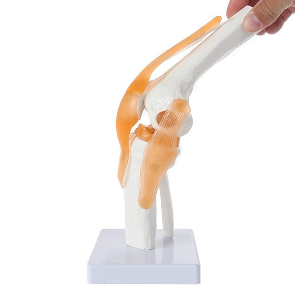 Knee Model Orthopaedic Bone Knee Model Medical Teaching Anatomy Model ...