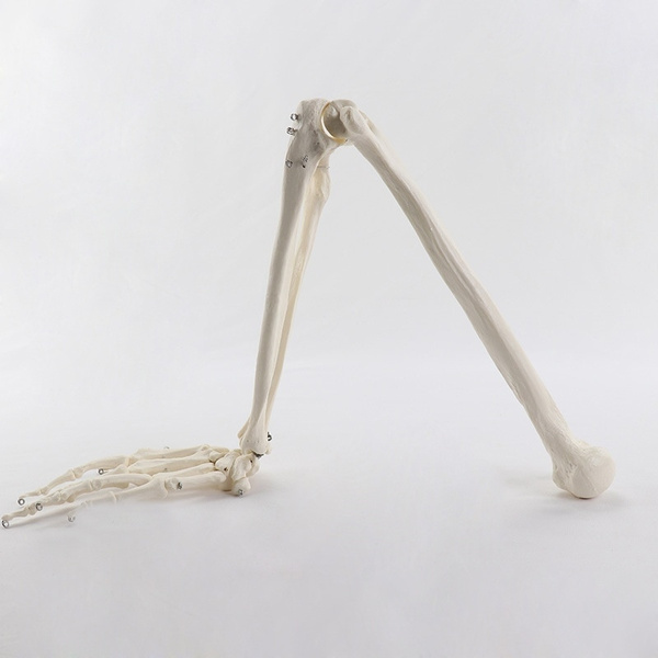 1:1 Human Upper Limb Arm and Radius Hand Bone Anatomy Model | Wish