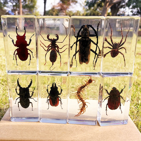 Animal Mounts Home & Living Special Collection Dry Insects taxidermy ...