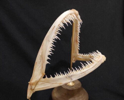 Ankang fish mouth bone specimen skull specimen fish specimen skeleton ...