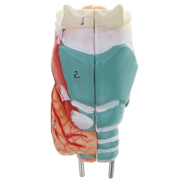 Lifesize Human Throat Anatomy Model | Wish