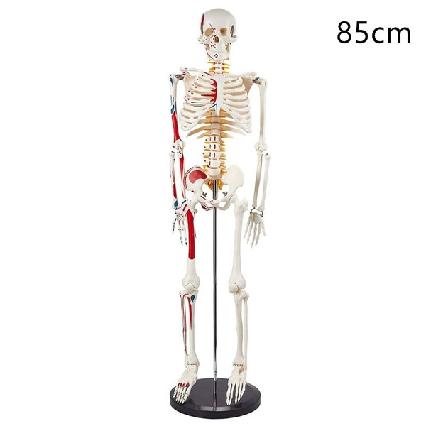 85CM Human Skeleton Model Muscular Painted Anatomical Skeleton | Wish