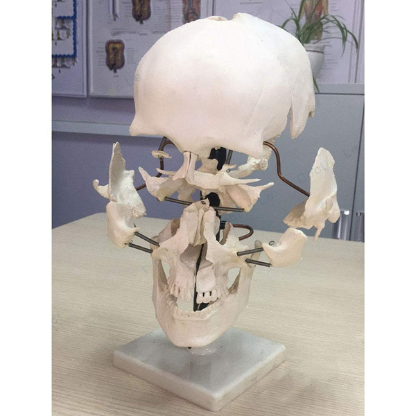 Life Size 16 Parts Human Skull Model Anatomy Model | Wish