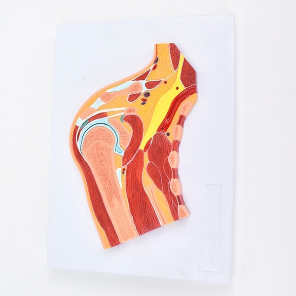 Human Shoulder Joint Skeleton Muscle Cross Section Anatomy Model | Wish