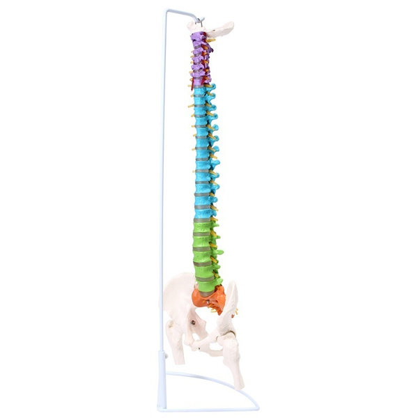 Medical Anatomical Super Flexible Spine Model with Pelvis and Femur ...
