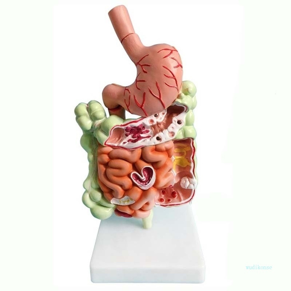 Human digestive system Anatomy model the colon Duodenum visceral ...