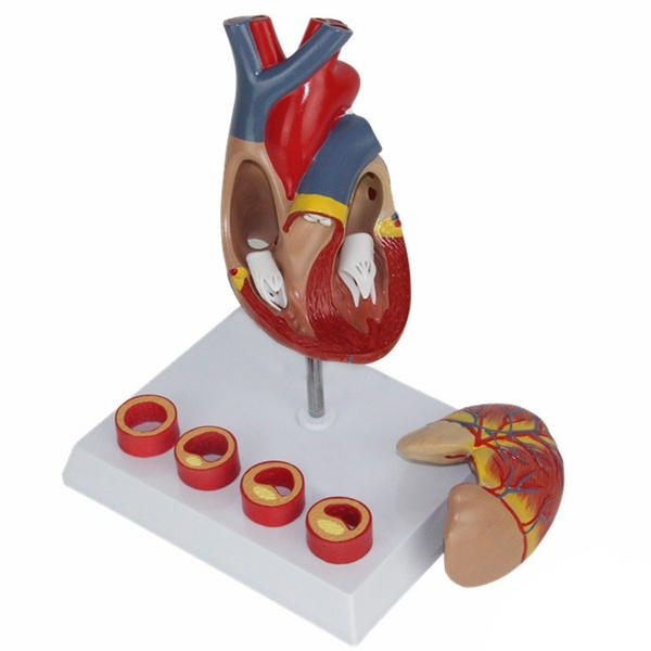 4 Stage Vascular Heart Anatomy Model Heart Blood Vessel Specimen | Wish
