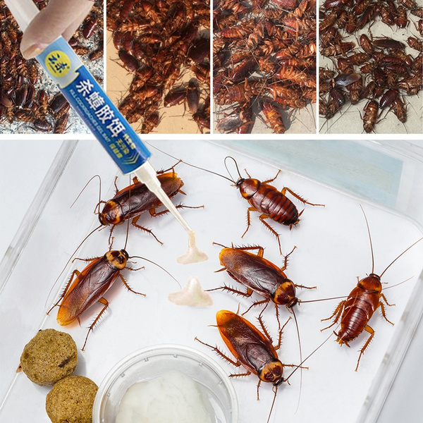 Cockroach Glue Bait To Eliminate Mosquito Fly Cockroach Insecticide ...