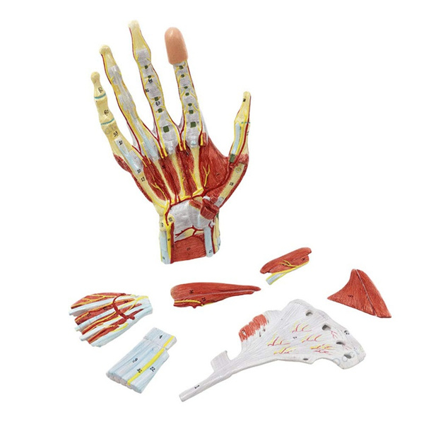Human Hand Skeleton Anatomical Model with Muscle Ligament Nerve Blood ...