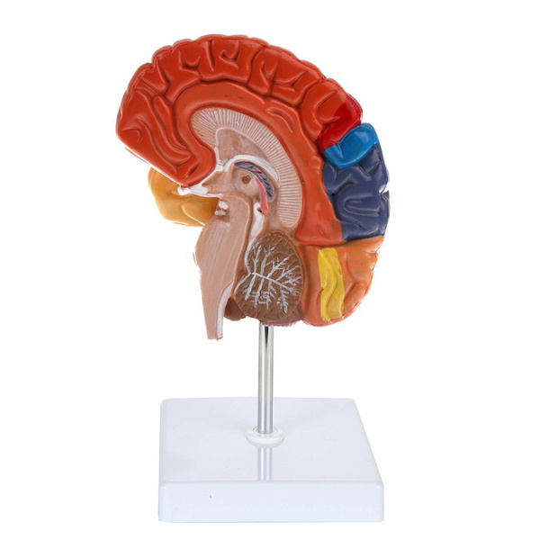 Human Brain Model Educative Kits Lab Learning Resources | Wish