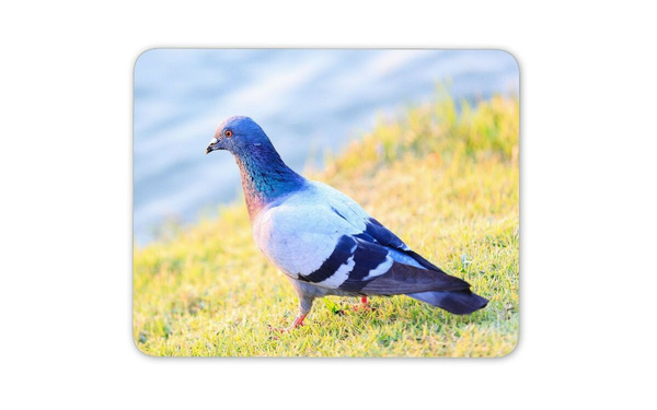 Beautiful Pigeon Mouse Mat Pad - Bird Dove Pretty Men's Fun Computer ...