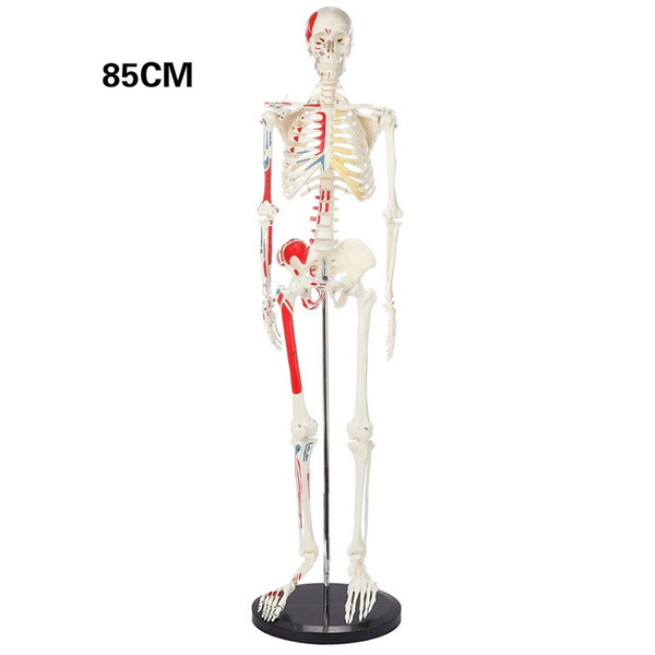 85CM Human Skeleton Model Muscular Painted Anatomical Skeleton Medical ...