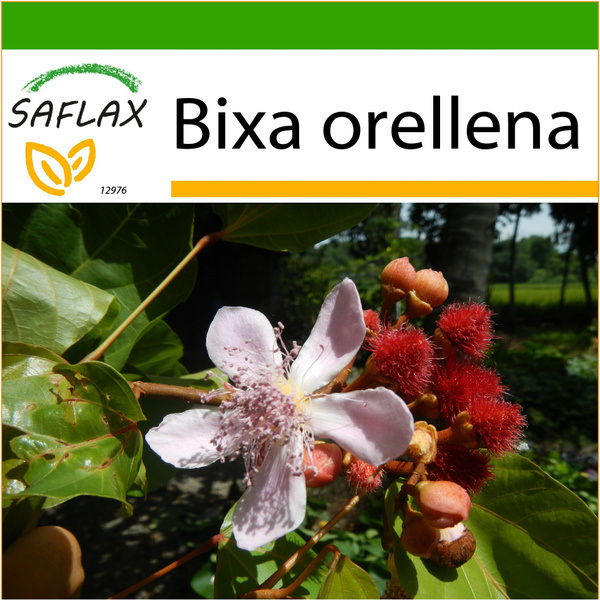 SAFLAX - Lipstick Tree - 20 seeds - With potting substrate for better ...