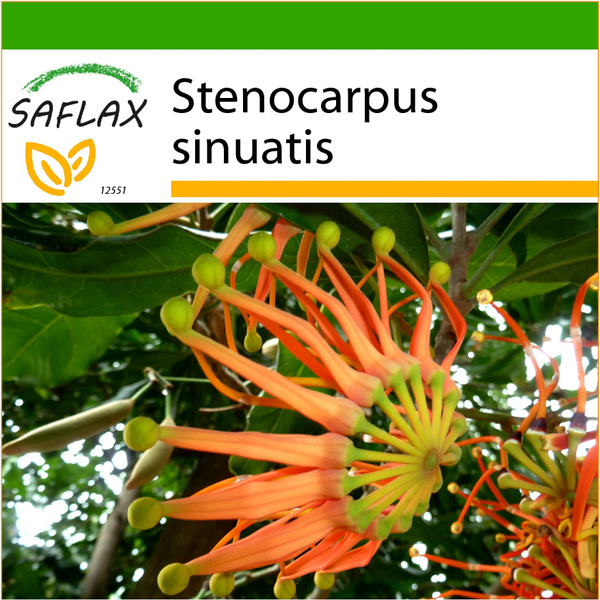 SAFLAX - Firewheel Tree - 20 seeds - With potting substrate for better ...