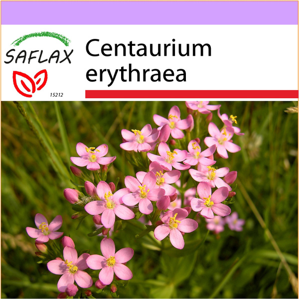 SAFLAX - Common Centaury - 250 seeds - Centaurium erythraea | Wish