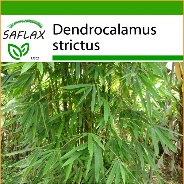 SAFLAX - Calcutta Bamboo - 50 seeds - With potting substrate for better ...