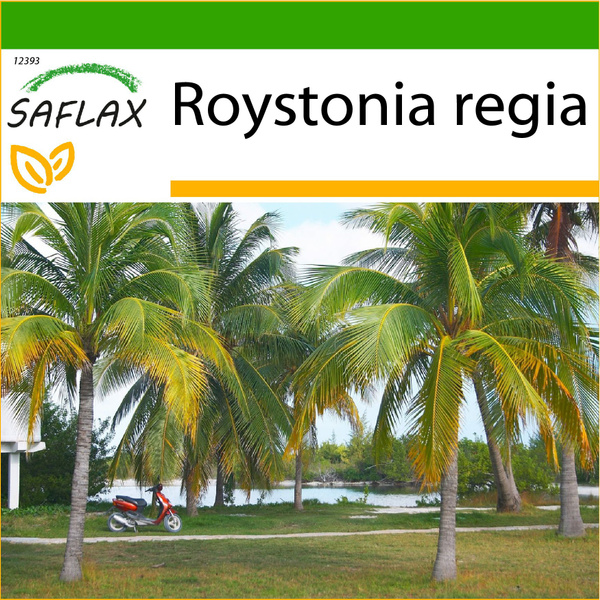 SAFLAX - Cuban Royal Palm - 8 seeds - With potting substrate for better ...