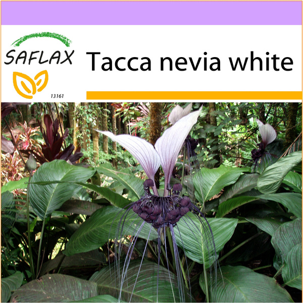 SAFLAX - Giant Bat Flower White - 10 seeds - Tacca nevia white | Wish