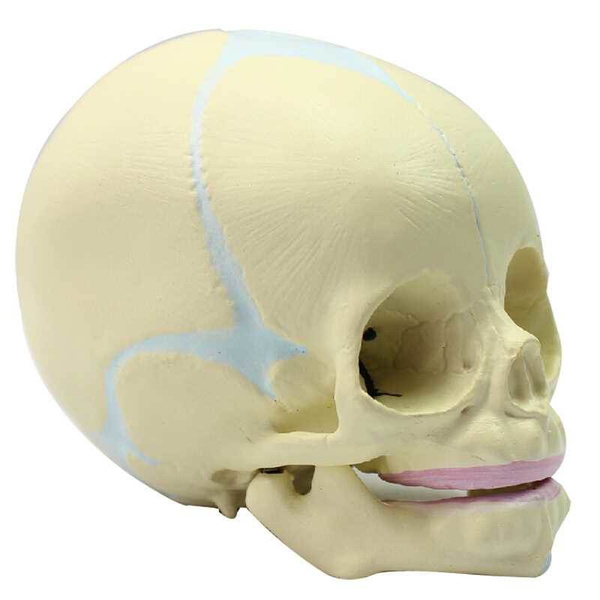 Lifelike Baby Head Skull Anatomy Medical Model with Movable Mandible | Wish