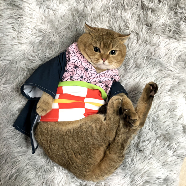 Pet Photo Props autumn and winter cat clothes Demon slayer Kamado ...