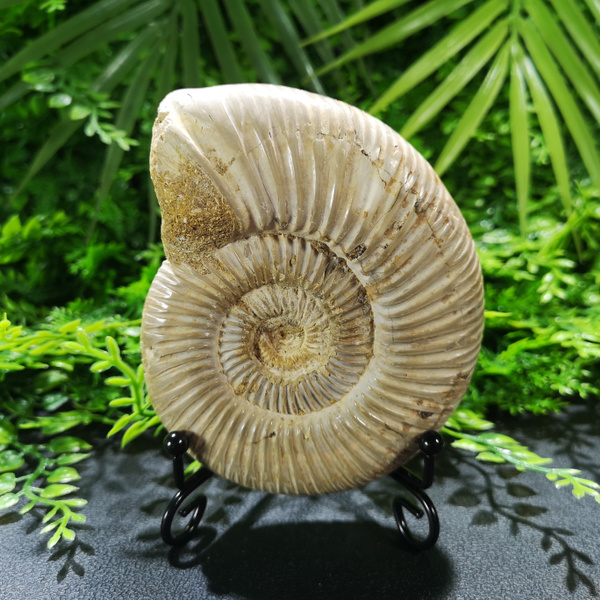 Natural Quartz Crystal Ammonite Fossil Conch Specimen Rock Healing ...