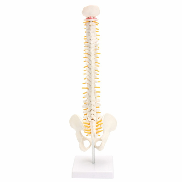 45 Cm Human Spine with Pelvic Model Human Anatomy Anatomical Spinal ...