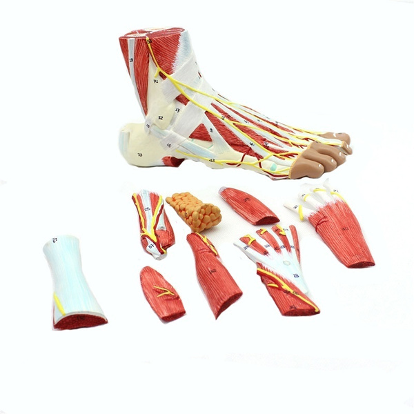 1: 1 Life Size Human Foot Joint Muscle Ligament Plantar Anatomical ...