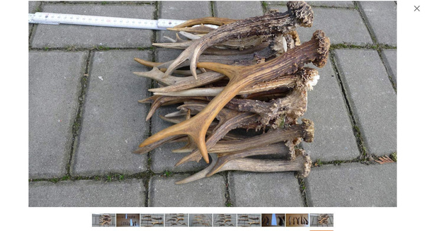 Organic nutritious natural dog chew Set of 20 Roe Deer Antlers Casts ...