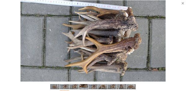 Organic nutritious natural dog chew Set Bulk of 5 Roe Deer Antlers ...