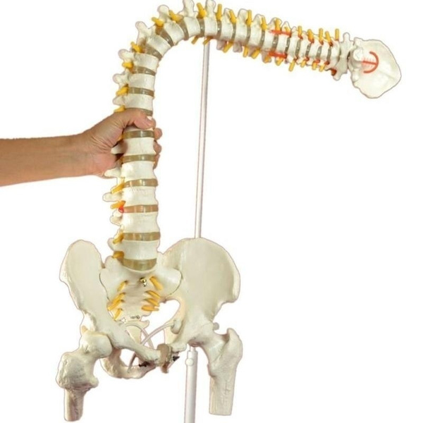 450X140mm Vertebral Column Human Spine Anatomical Model Skeleton ...