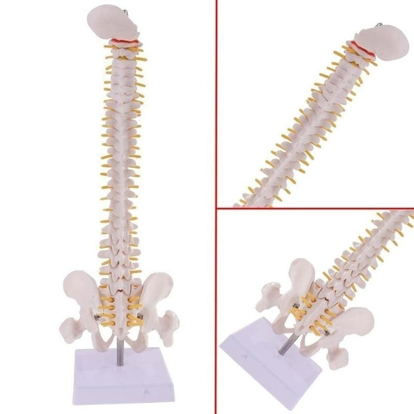 450X140mm Life Size Vertebral Column with Pelvis Human Spine Anatomical ...